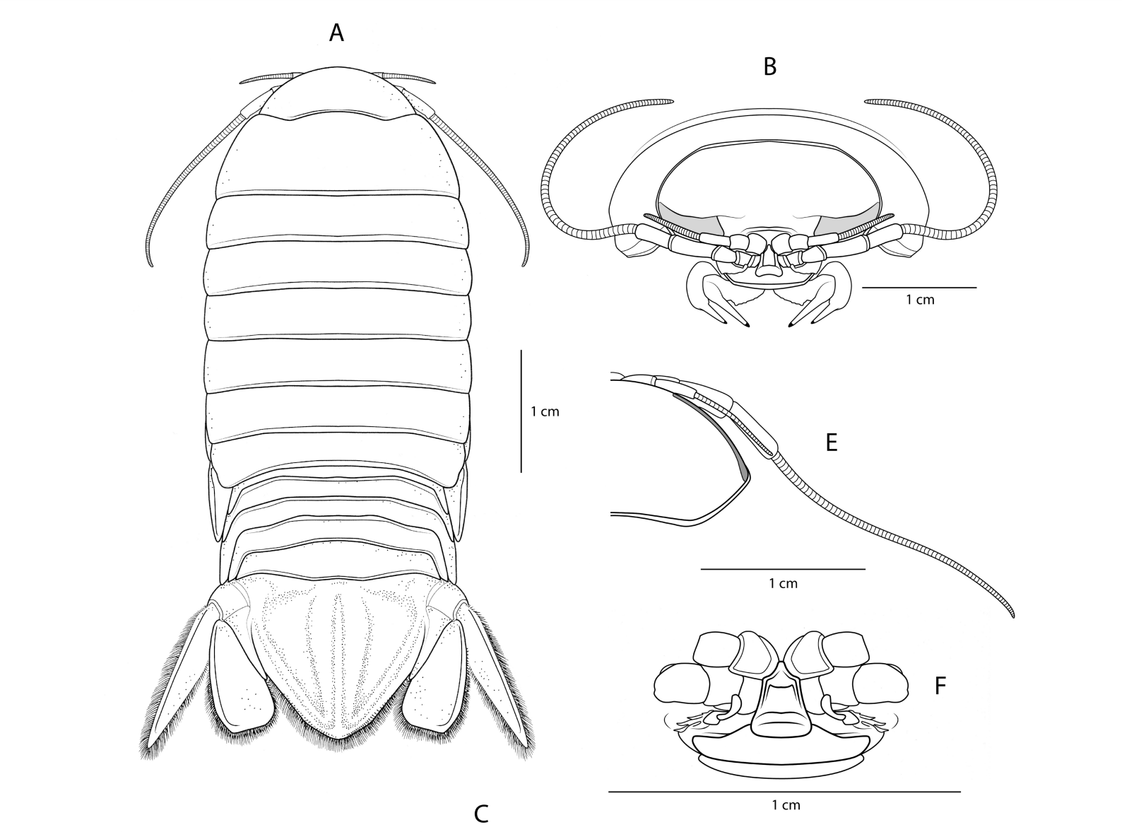 Rawlins Scientific Illustrations Published Highlighting New Species of ...