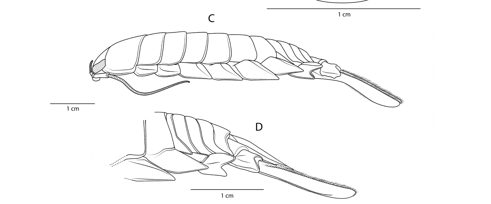 Rawlins Scientific Illustrations Published Highlighting New Species of ...