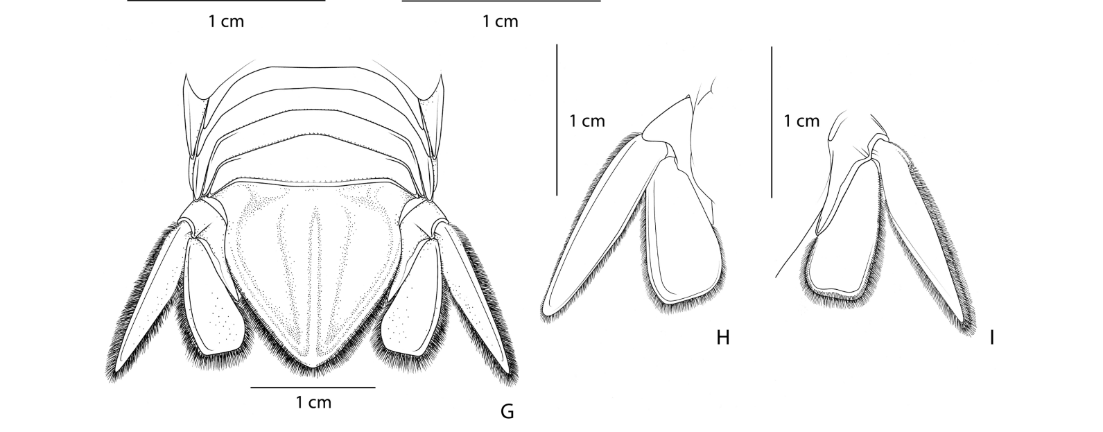 Rawlins Scientific Illustrations Published Highlighting New Species of ...